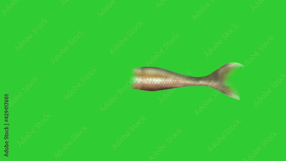 Mermaid moving tail green screen, mermaid costume moving vídeo de Stock ...