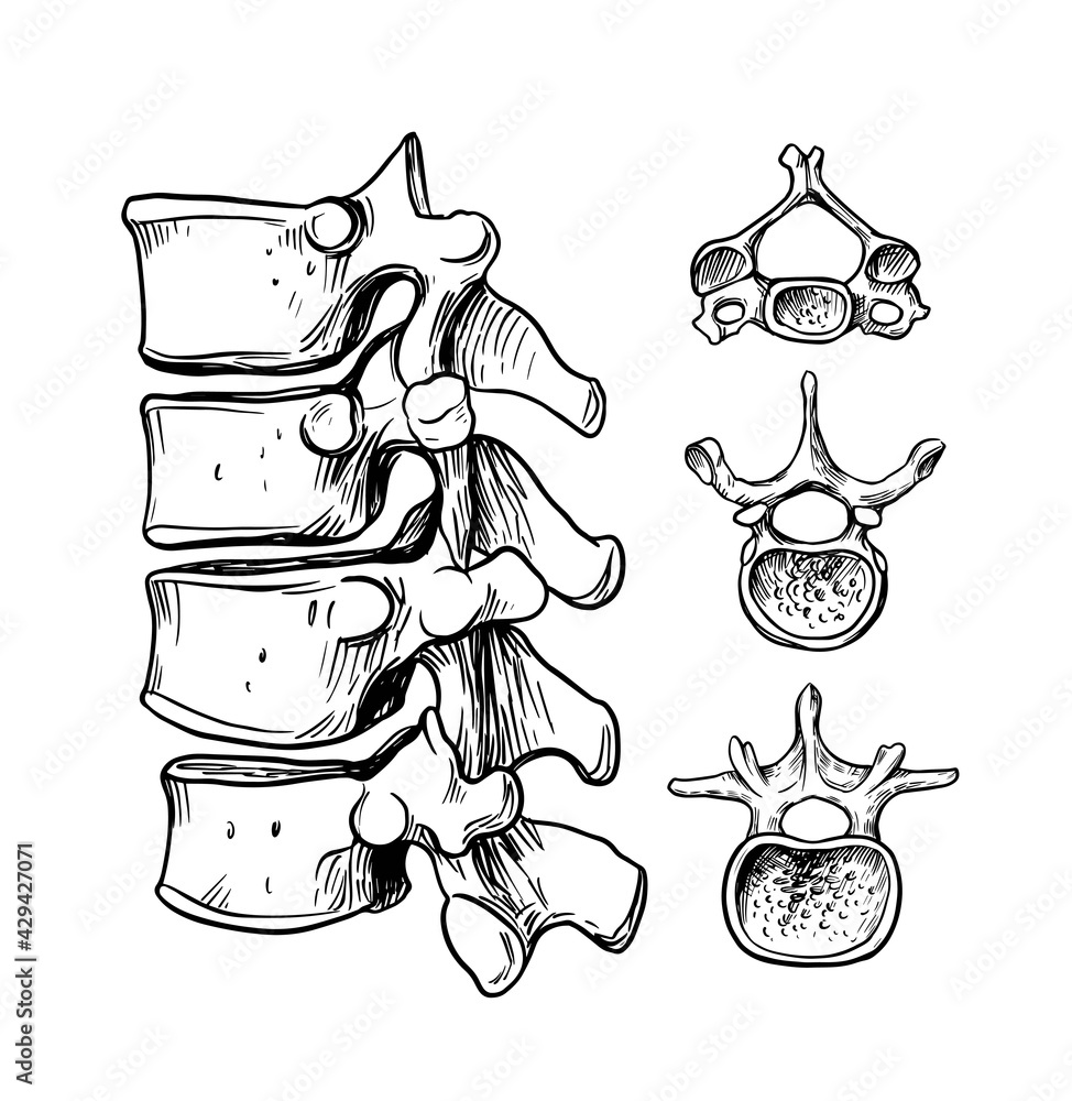 Cervical Thoracic Lumbar Vertebrae Diagram
