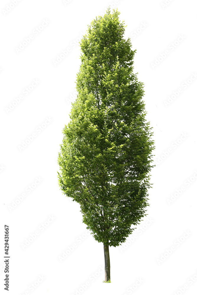 Cutout tree, green leaved tree isolated on white background. Deciduous ... Cutout tree, green leaved tree isolated on white background. Deciduous ...