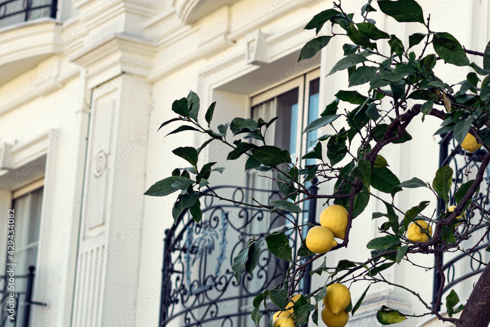 Lemon tree with fruits, less leaves, dry body, white nice architecture ...