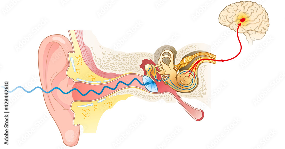 Ear anatomy. Illustration showing the way of a sound wave to the brain ...