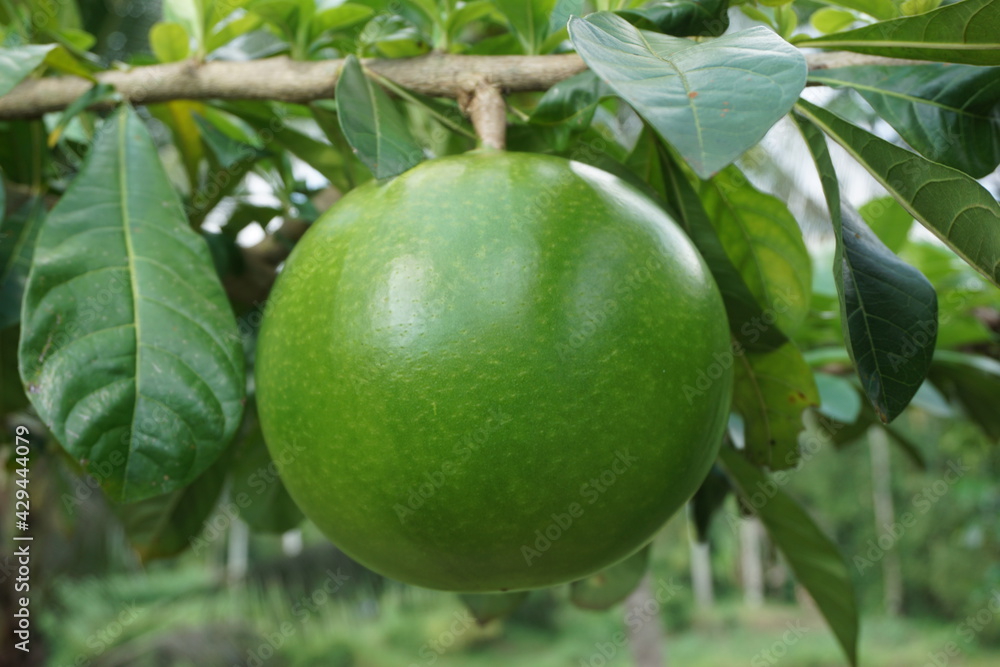 Crescentia cujete fruit with a natural background. Also called Calabash ...