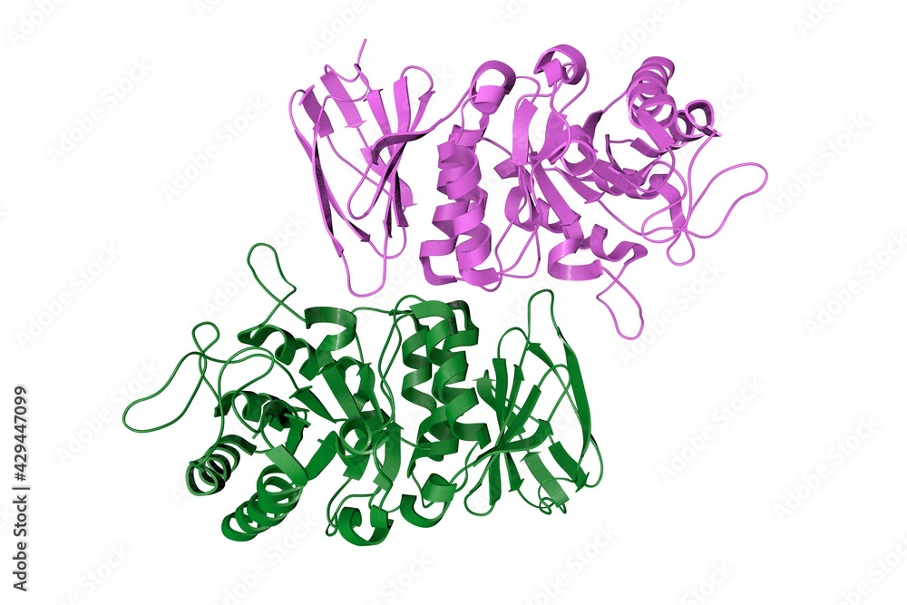 Crystal structure of alpha-galactosidase or agalsidase enzyme that ...