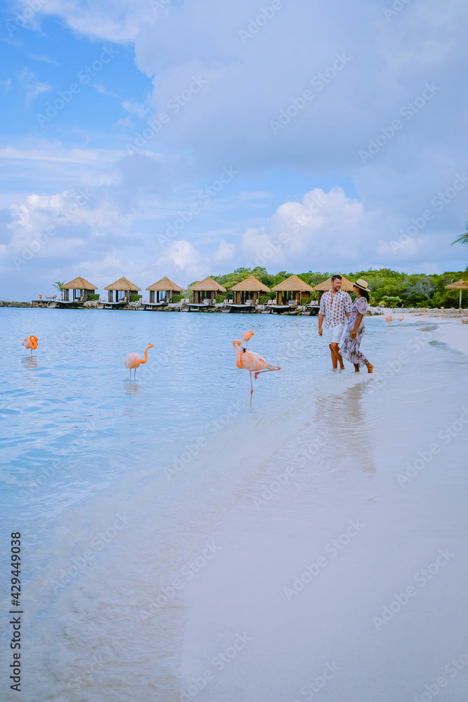 Aruba beach with pink flamingos at the beach, flamingo at the beach in ...