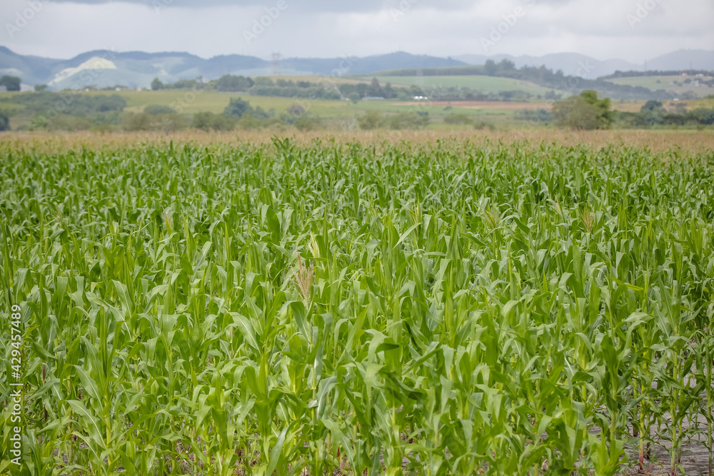 A rentabilidade no plantio de milho depende de variadas técnicas ...