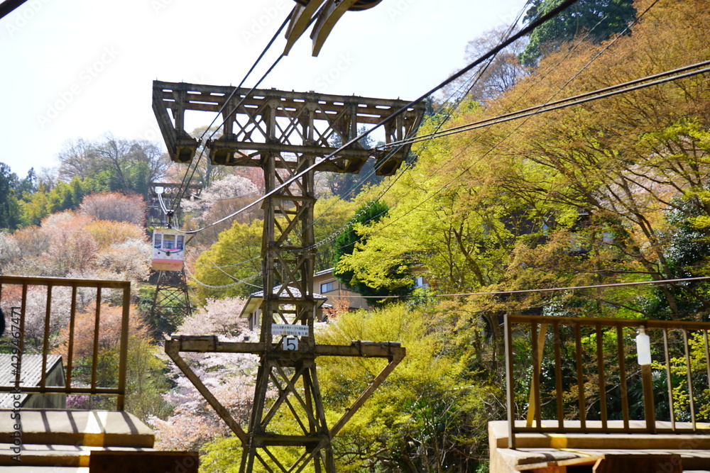 Yoshinoyama sakura cherry blossom . Mount Yoshino in Nara Prefecture ...