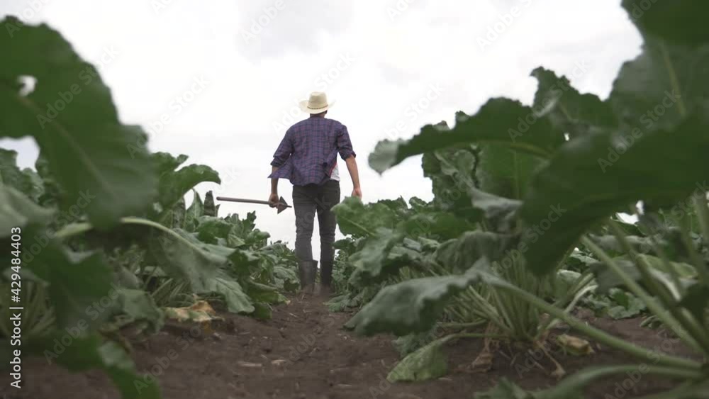man farmer in work clothes, walks across the field with a hoe. a senior ...