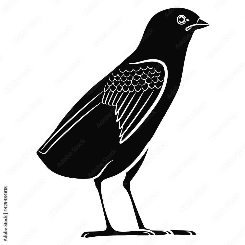 Egyptian Hieroglyphics Quail
