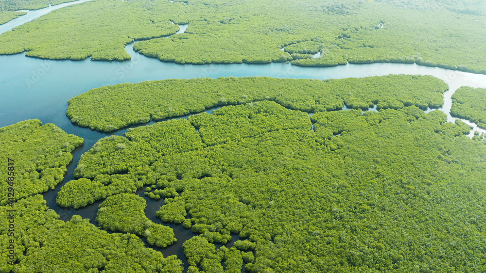 Aerial view of rivers in tropical mangrove forests. Mangrove landscape ...