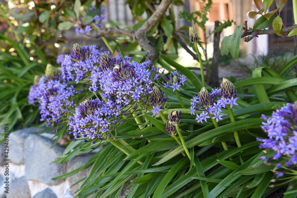 Cuban lily (Scilla peruviana). Asparagaceae perennnial plant. Stock ...