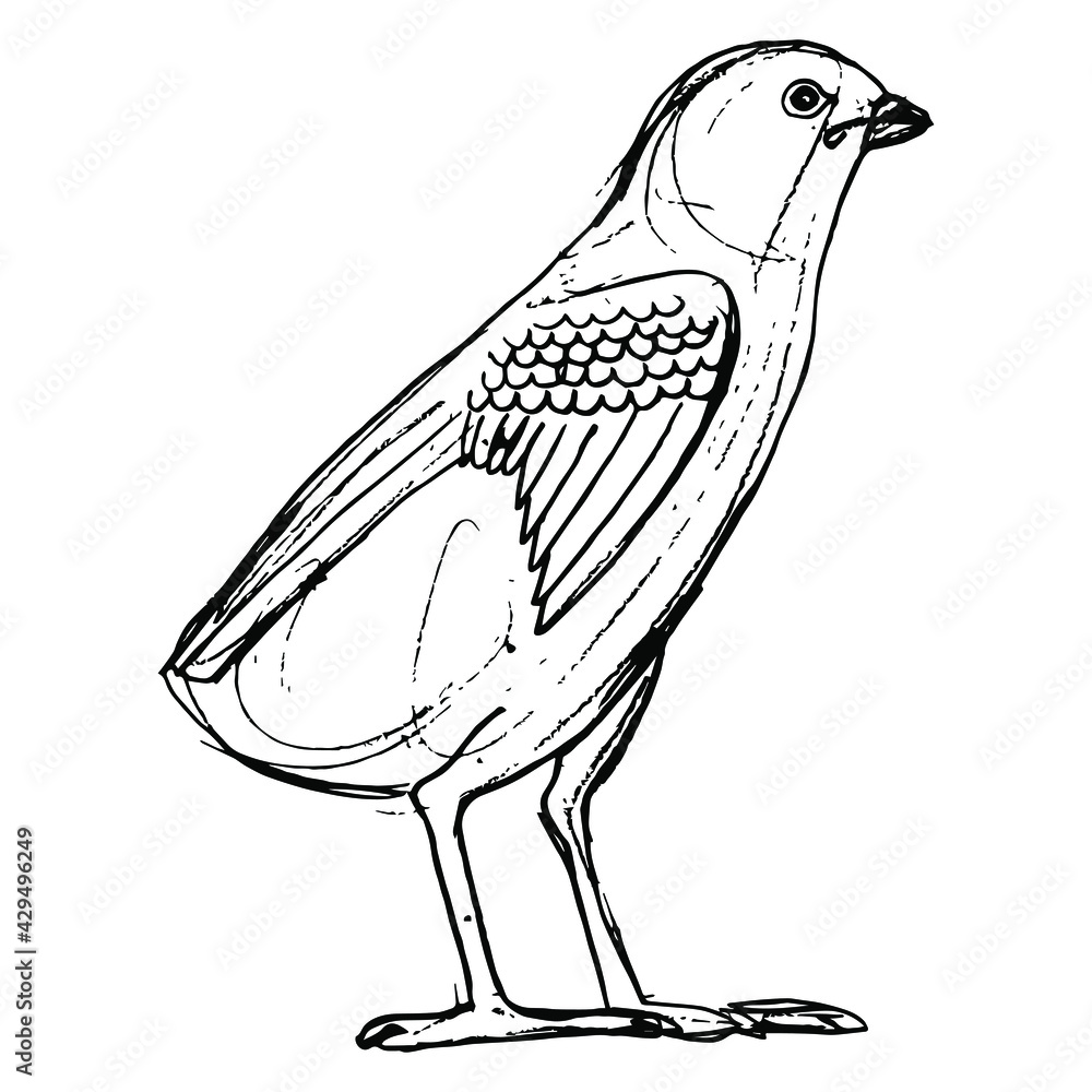 Egyptian Hieroglyphics Quail