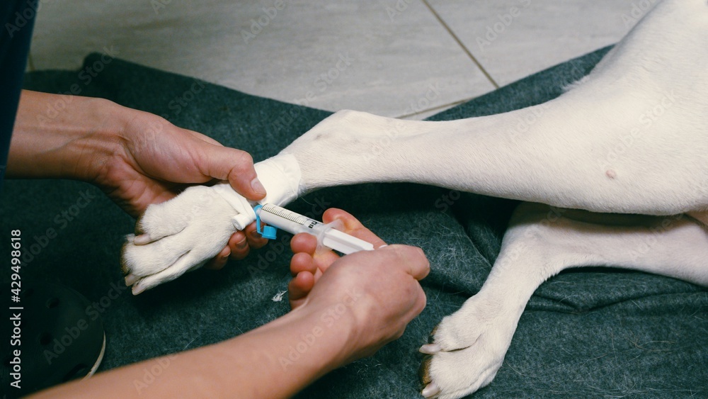 Propofol anesthetic syringe application into IV cannula. Examination on ...