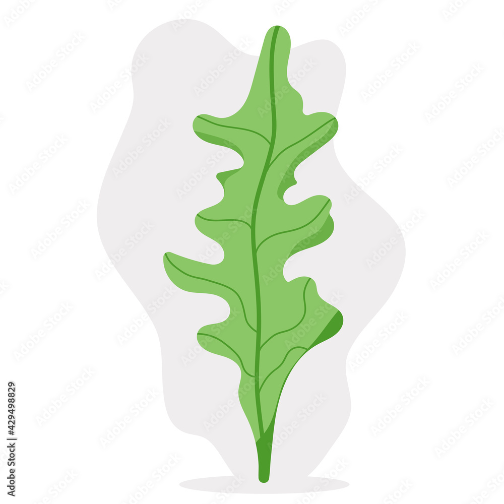 Lettuce Leaf Illustration