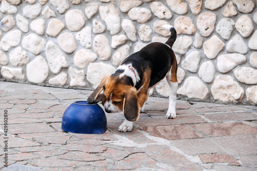 Games to play with beagle puppies. How to Entertain puppy and adult ...