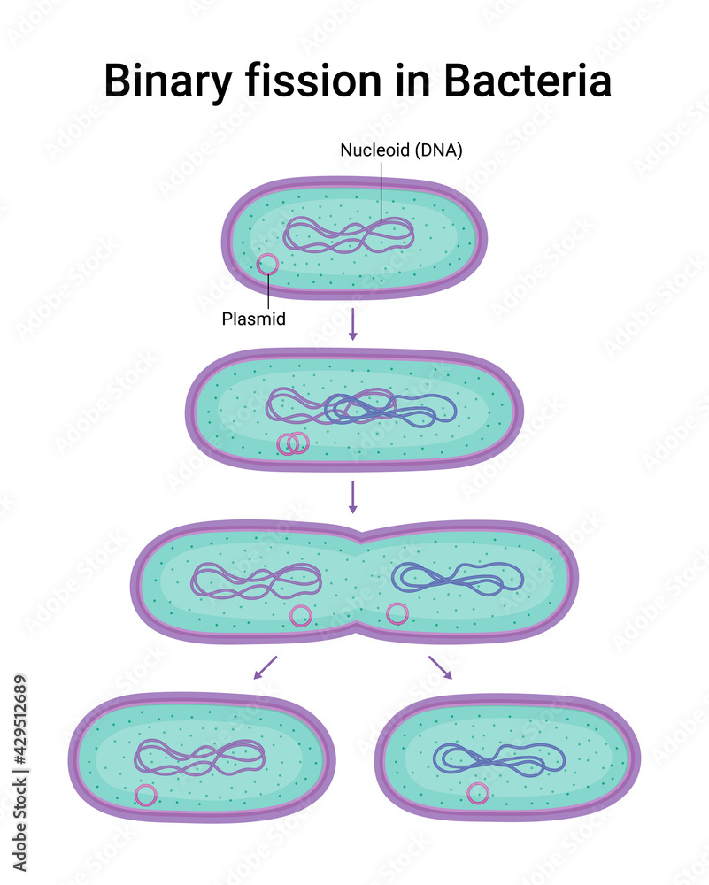 Vector illustration of Binary fission in Bacteria. Reproduction Stock ...