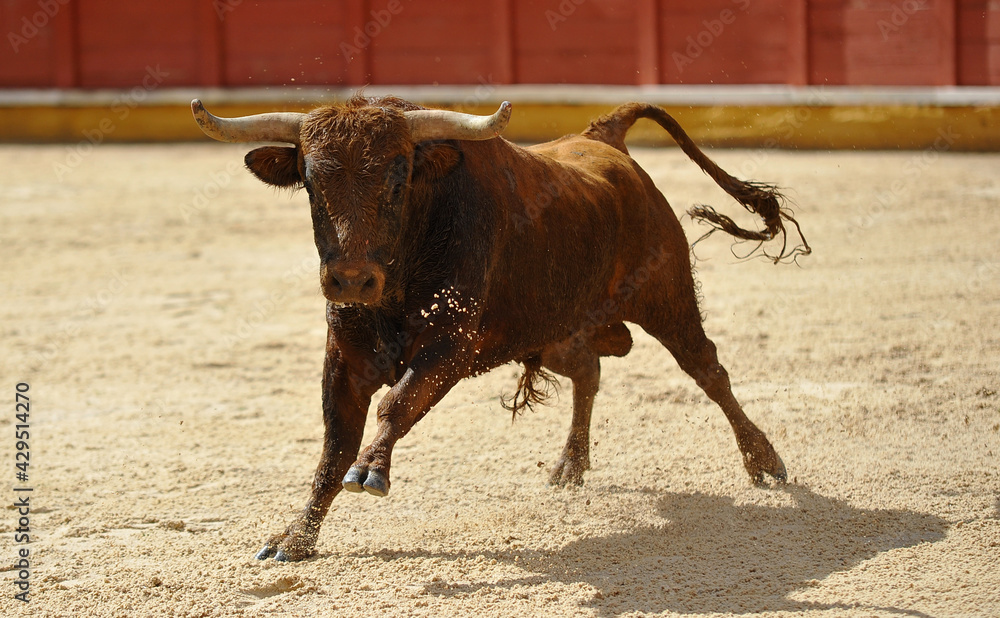 Fotka „un toro español con mirada desafiante en una plaza de toros ...