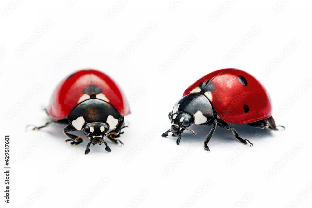 Extreme macro shots, Beautiful ladybug . isolated on a white background ...