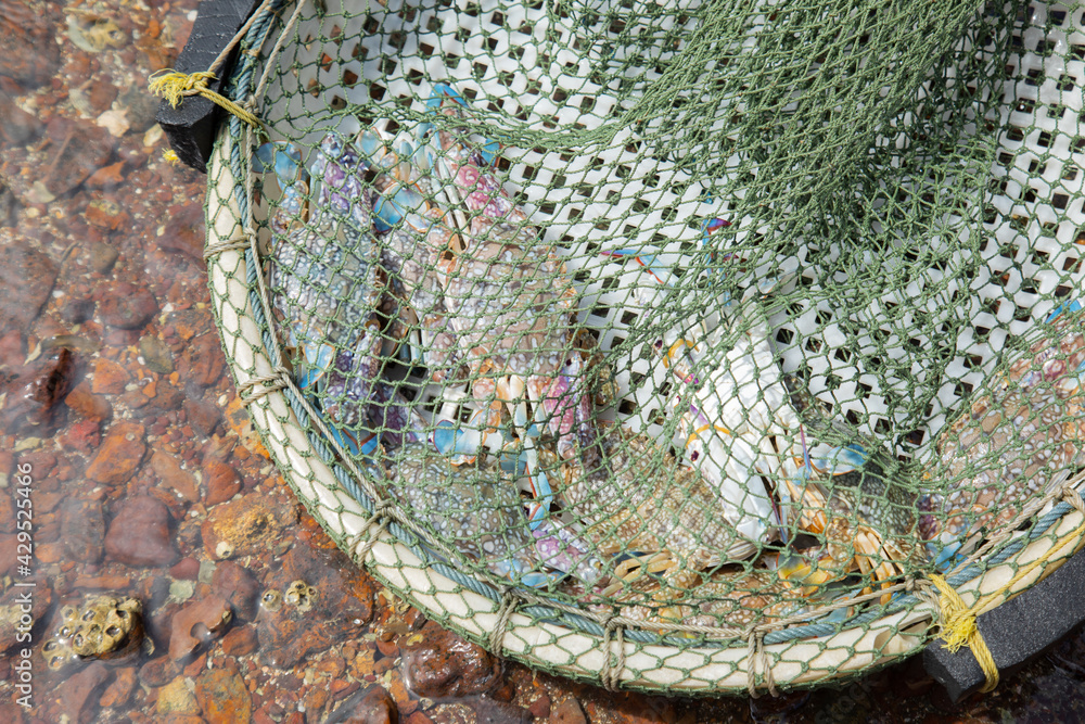 Close up shot of living crab in net trap with background of water in ...