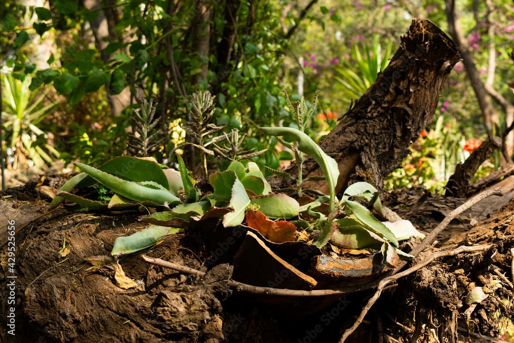 Arbol y planta Stock Photo | Adobe Stock
