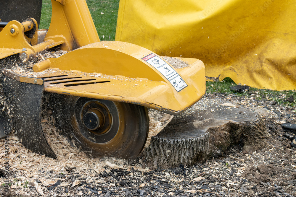 stump grinder cutting tree stump into wood chips Stock Photo | Adobe Stock