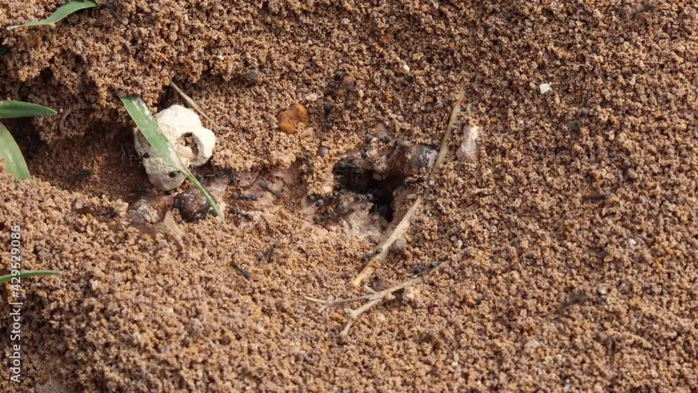 Small black ants are digging and building a new underground nest. They ...