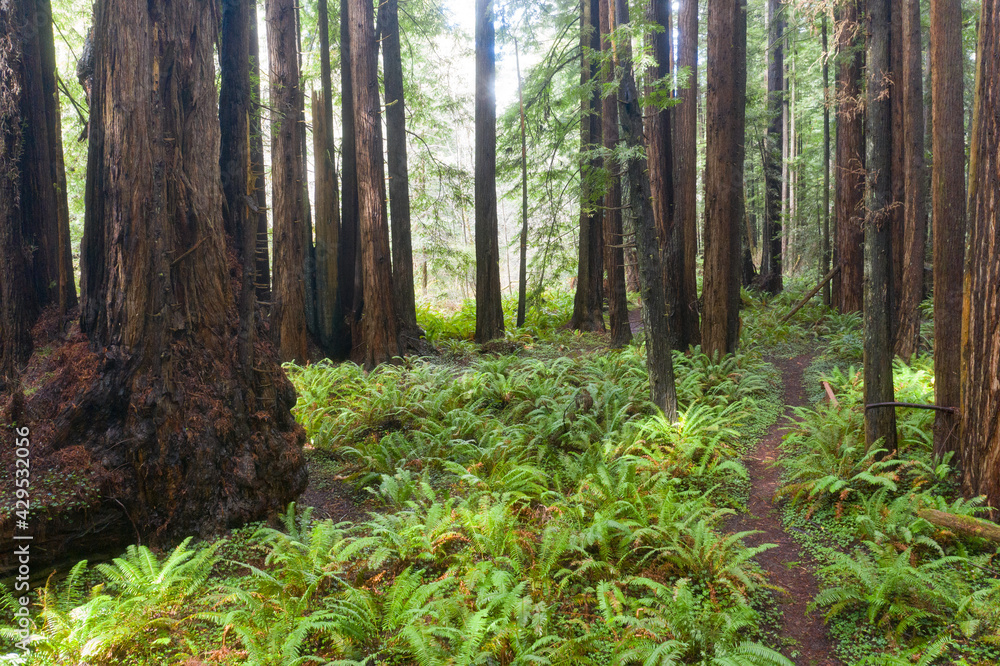 Second growth Redwood trees grow in a forest in Mendocino, California ...