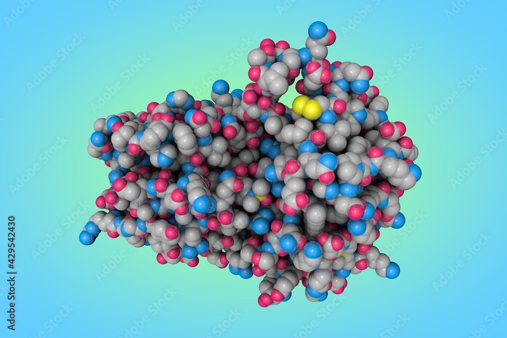 Space-filling molecular model of human beta secretase (BASE) in complex ...