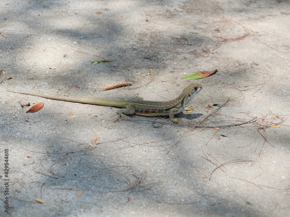 Butterfly agama or Small-scaled or Ground lizard on the sand at Khao ...