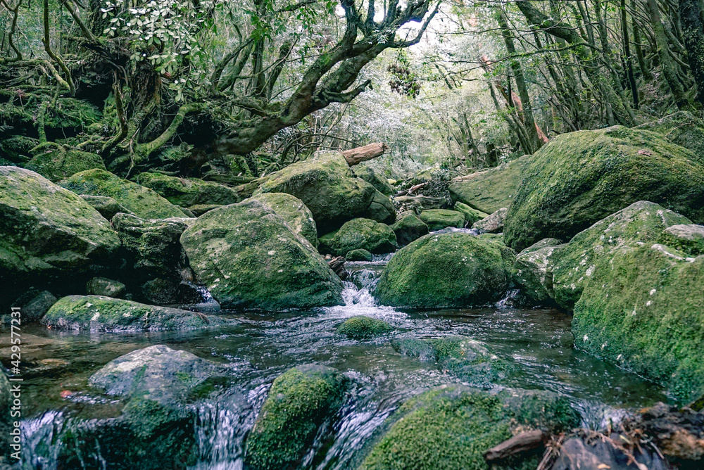 Deep green forest and rivers in Yakushima, Japan Stock Photo | Adobe Stock