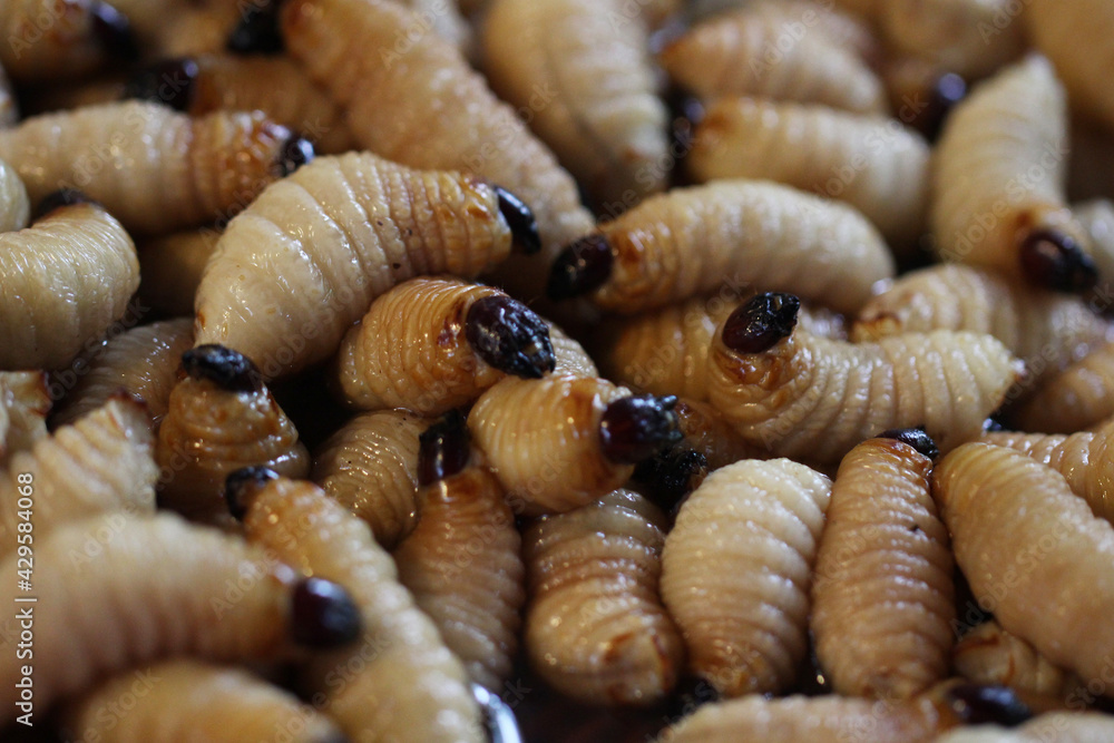 Group of oragnic Living edible palm weevil larvae (Rhynchophorus ...