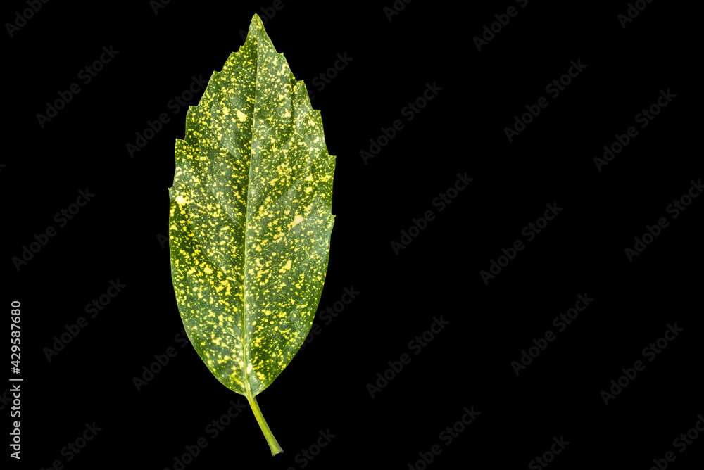 Aucuba Japonica leaf isolated on black background. Variegated form ...