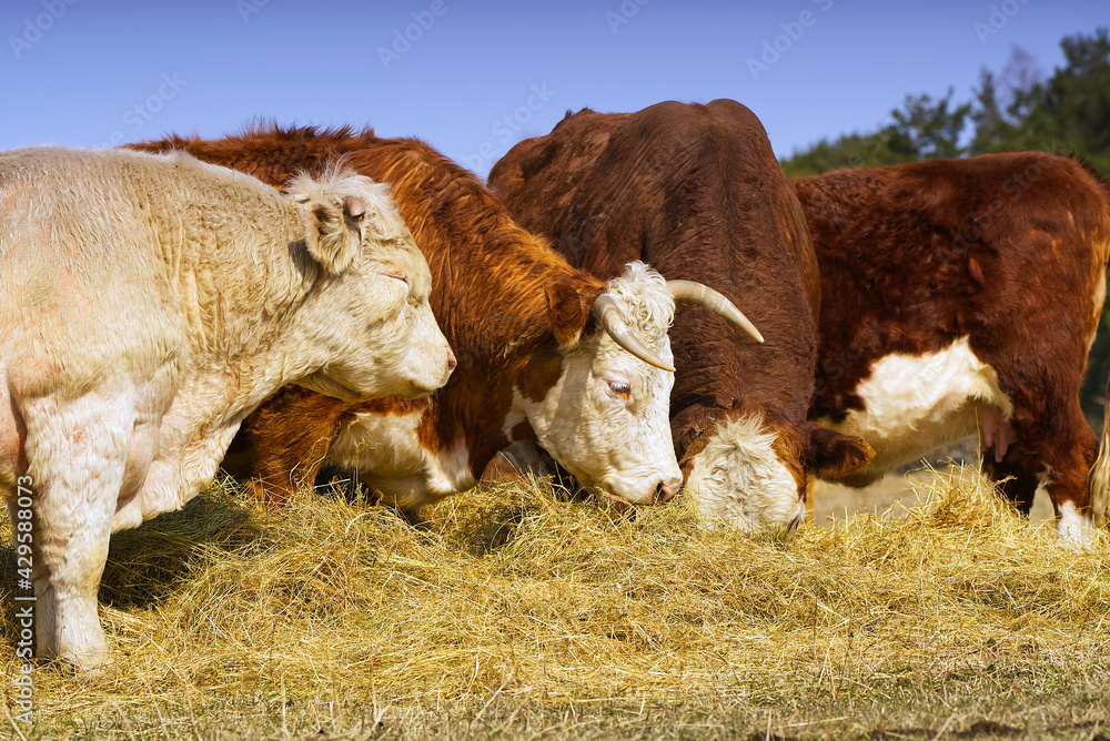 Cute Beef Cows