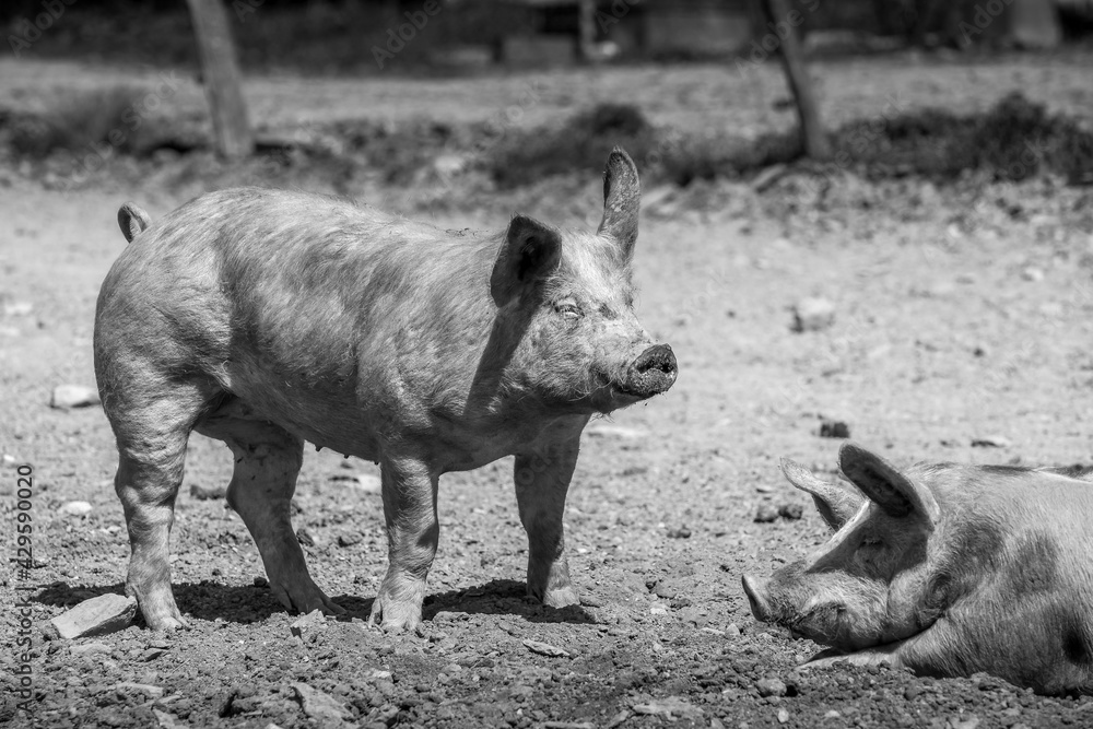 cochon porc porcelet viande elevage agriculture Stock Photo | Adobe Stock
