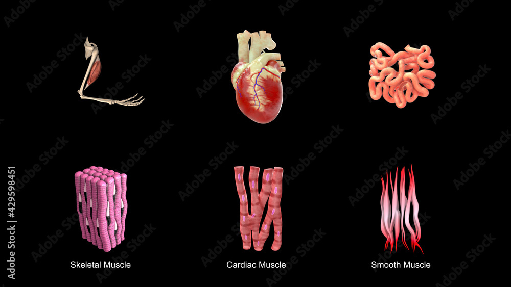 Types of Muscles Stock Illustration | Adobe Stock