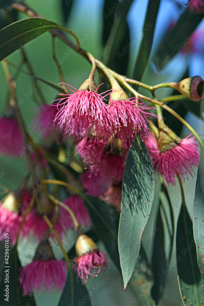 Pink blossoms and blue green leaves of the Australian native Blue Gum ...