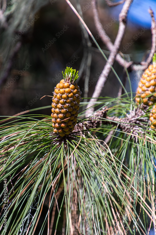 Pinus sp con fruto pertenece a la familia Pinaceae foto de Stock ...