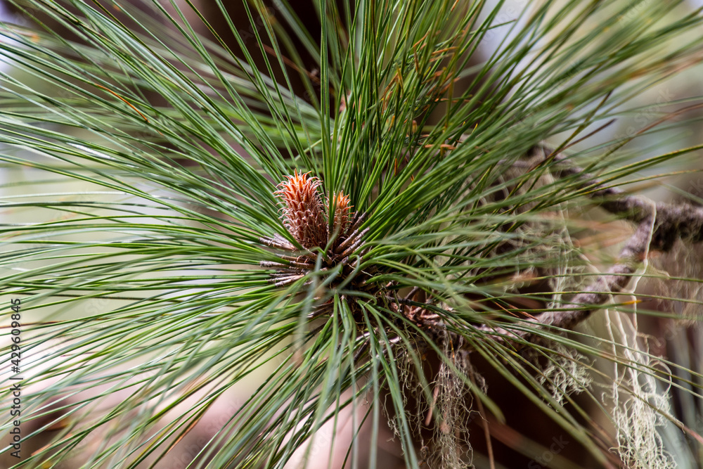 Pinus sp con fruto pertenece a la familia Pinaceae Stock Photo | Adobe ...