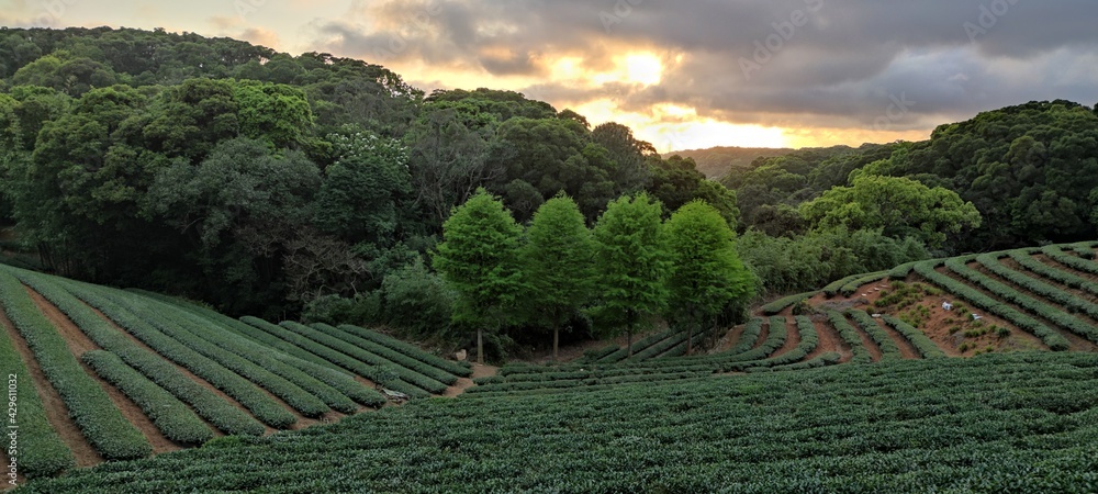 tea plantation landscape sunset, Taiwan Stock Photo | Adobe Stock