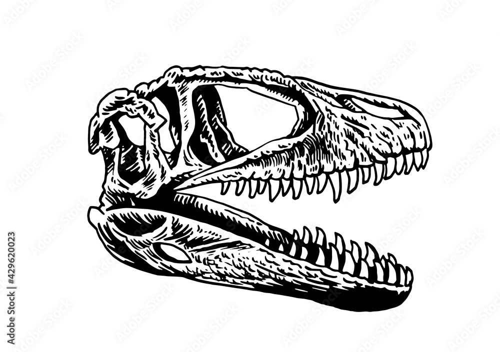Vetor de Graphical skull of raptor isolated on white,vector ...