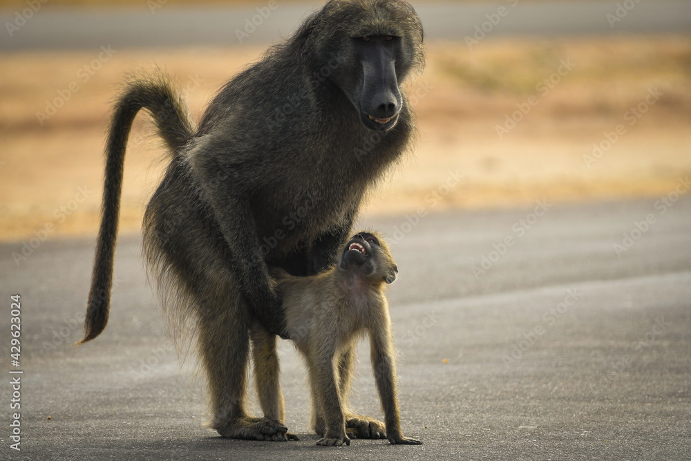 Two baboons faking having sex while smiling, Kruger National Park Stock ...