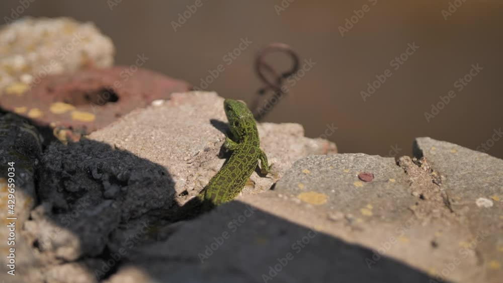 A green lizard sits on a concrete slab and looks around. Green lizard ...