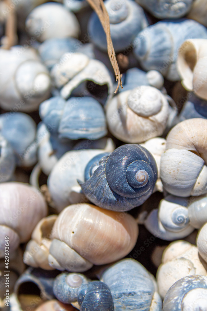 much, maritime, colorful, shining, seaside, shellfish, glaring, naval ...