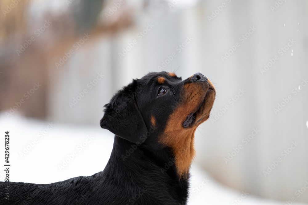 A large portrait of the head of a thoroughbred Rottweiler dog raising ...
