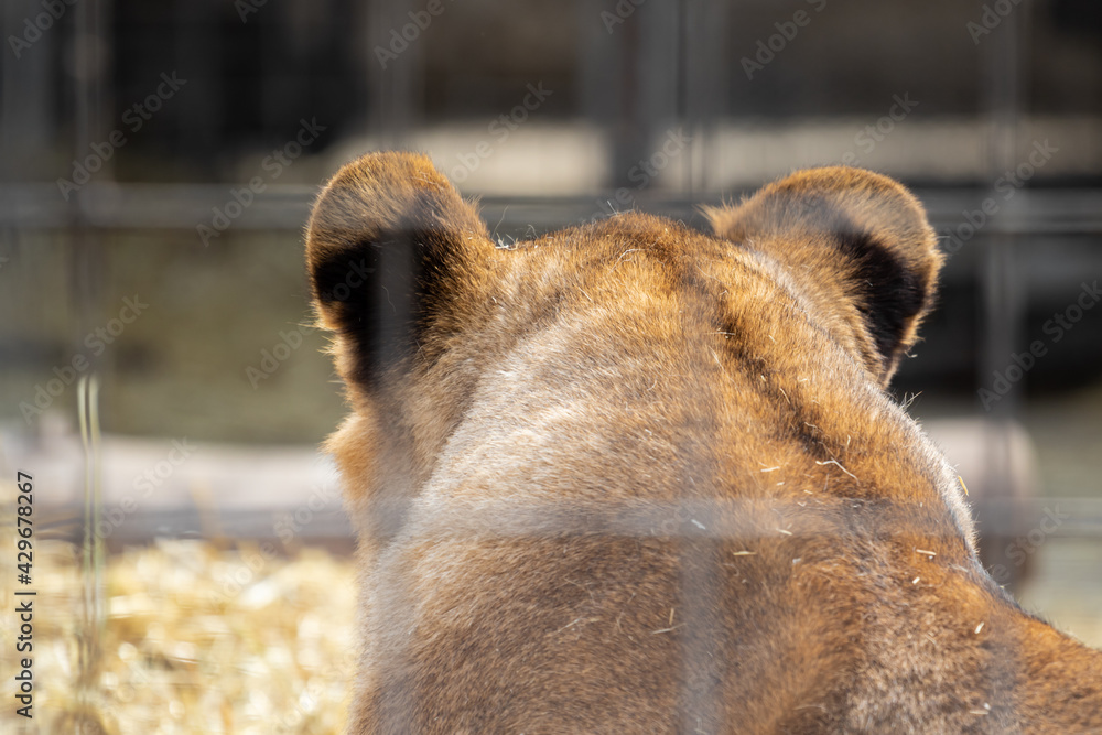The head of a predatory lioness with protruding ears filmed from behind ...