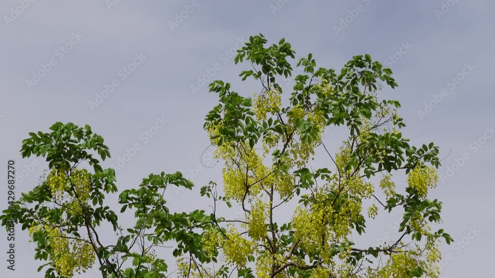 Cassia fistula, known as the golden rain tree, canafistula, and in ...