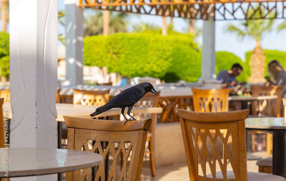 House crow (Corvus splendens), also known as the Indian, greynecked ...