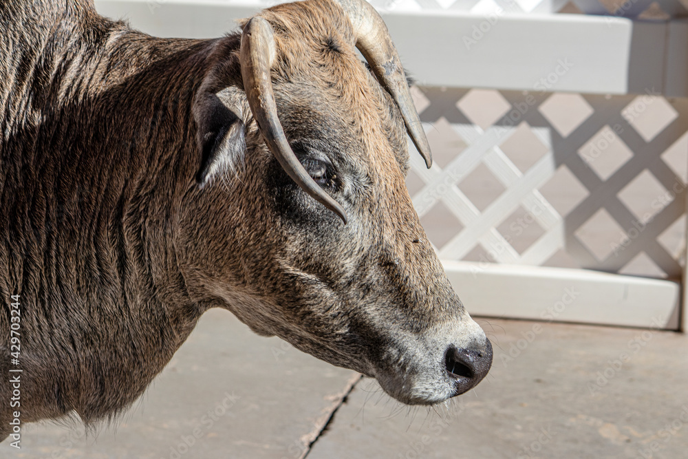 Miniature Zebu Stock Photo | Adobe Stock