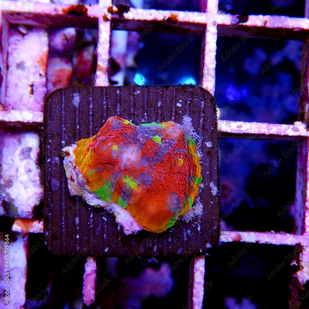 Echinophyllia Flaming bugatti is one of the most colorful Chalice ...