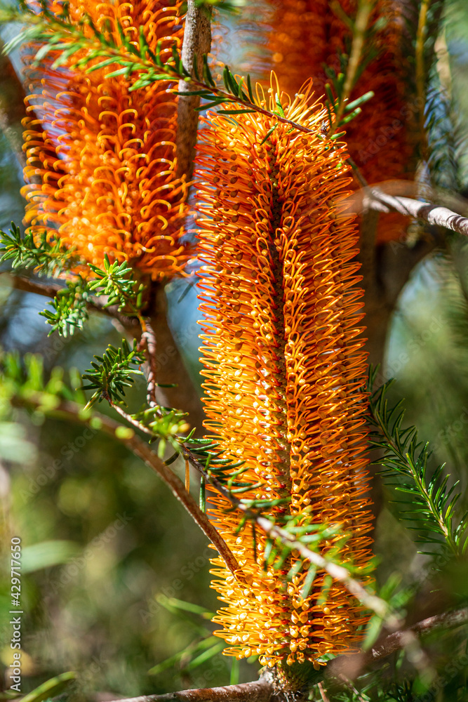 Banksia native Australian plant. The native flora and wildlife of ...