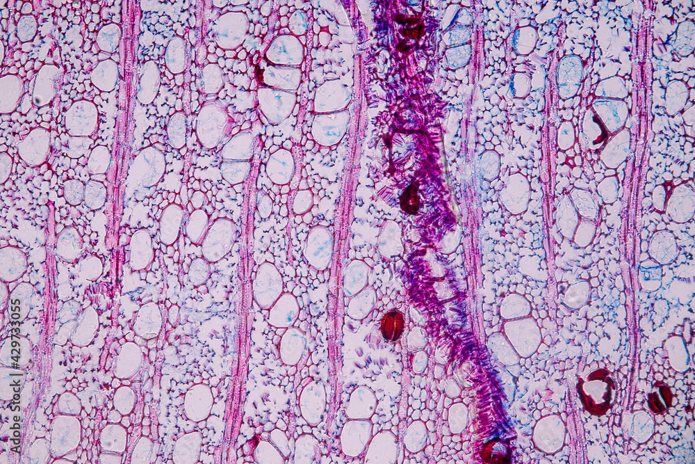 Characteristics of fungi living in wood as a group, are polyphyletic ...